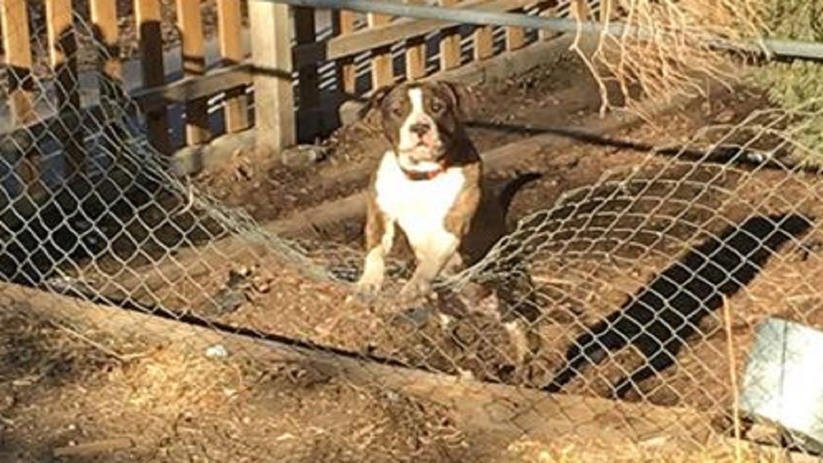 El vallado para un parque canino - Ocio en Verde